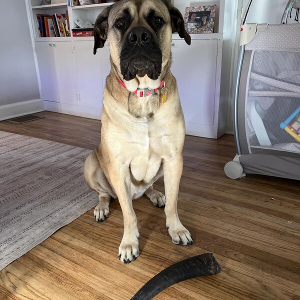 All-natural Water Buffalo Cheek Rolls for Dogs – Long Lasting Rawhide ...