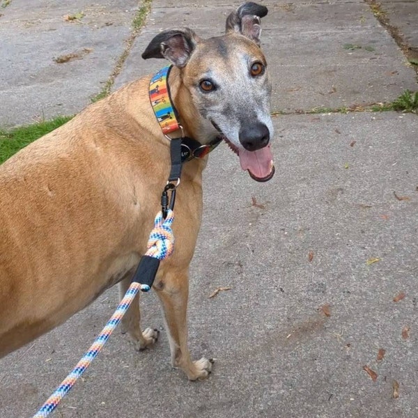 Comfortable, Soft&cosy, Elegant Whippet Martingale Collar. Width 5.5cm ...