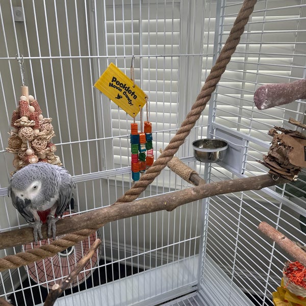 BEST PARROT PERCH! High Quality Natural Rope Perch Parrot Swing ...