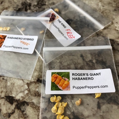 7 Pot Iowa Twister Pepper Seeds, Hotter Than Pepper X - Etsy