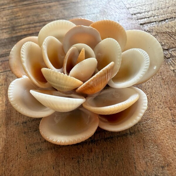 Seashell Yogi Frog, Frog Figurine, Seashell Art, Sanibel Island Florida ...