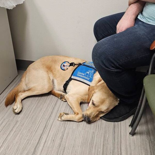 Nervous Dog Patch | Ask to Pet Patch | Dog Vest Patches | Hook Fastener ...