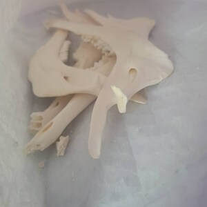 Snapping Turtle Jaws - Etsy