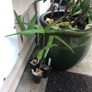Para Dwarf Acai Euterpe Oleracea Fruit Palm Tree Seedling - Etsy