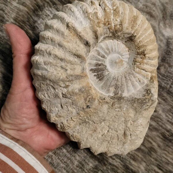 Flash Sale!!** LARGE (1) Raw Ammonite Fossil Cephalopod Perfect Gift ...