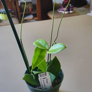 Hoya Parviflora Splash, 2 Plant - Etsy