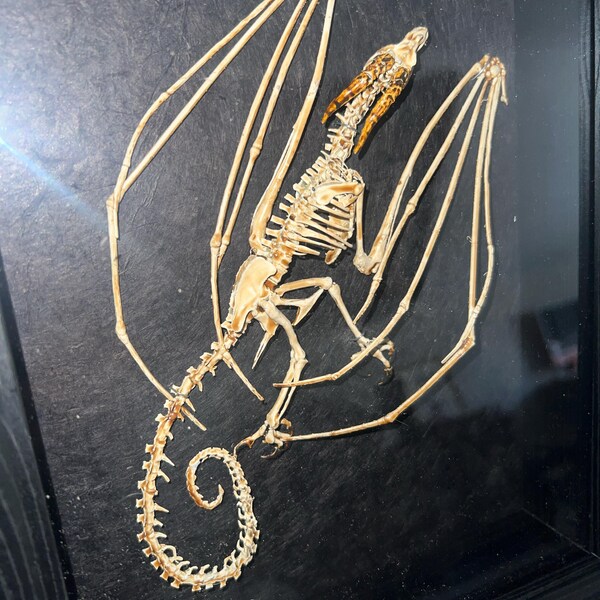 Sphinx Skeleton, Curiosity Cabinet - Etsy