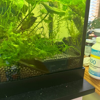 Live Subwassertang Moss Aquarium Plant Fast and Easy to Grow With Low ...