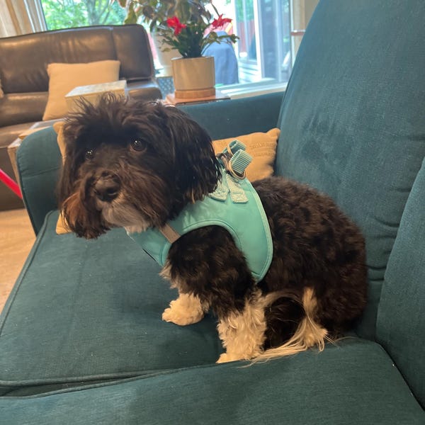 Luxe Monogram Waterproof Dog Blanket Blush Pink Puppy Housebreaking ...