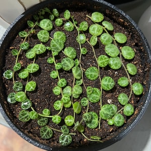 Peperomia Prostrata Turtles on a String Cuttings - Etsy