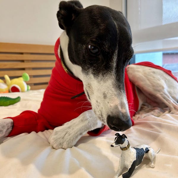 Your Greyhound in Miniature Customizable Hand Painted Resin Greyhound ...