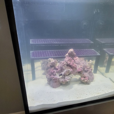 3 Tier Honeycomb Frag Rack System for 20g Long Aquarium Free Standing ...