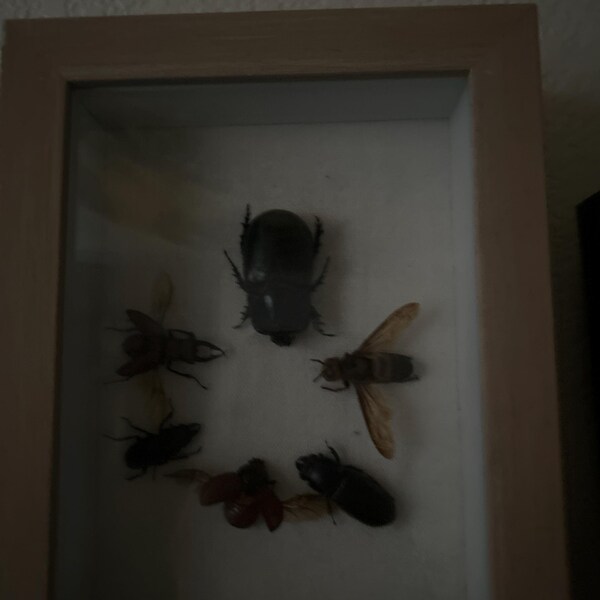 15 Real Assorted Beetles Bees Cicada Scorpion Butterfly - Preserved ...