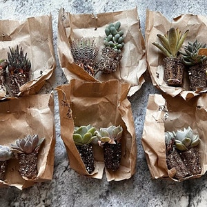 Assorted Live Rooted Succulent Plugs Great for Baby Showers - Etsy