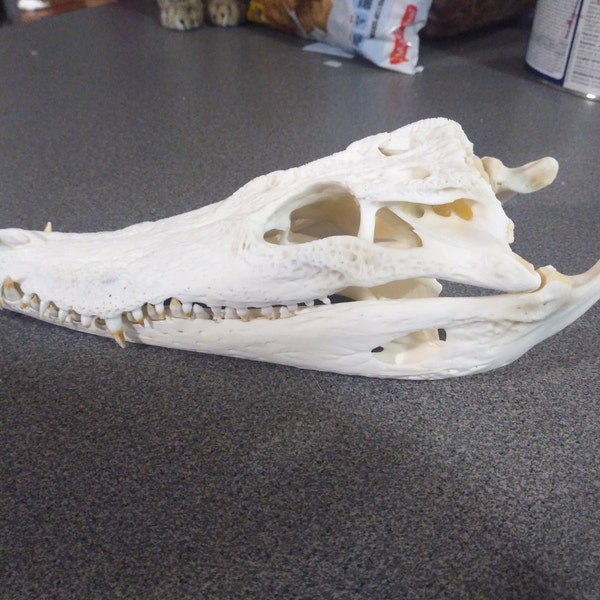 20 Real Coyote Claws! - Etsy