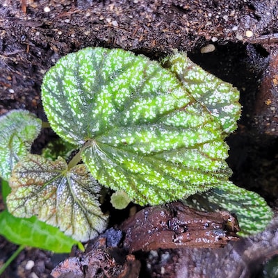 Begonia Baik X Begonia Ocellata Hybrid - Etsy