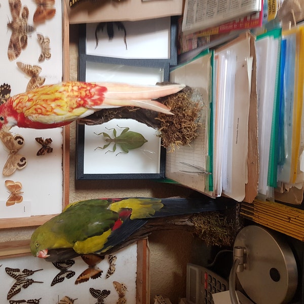 Taxidermy Bird Stuffed Bird AFRICAN SULTAN CHICKEN Porphyrio ...