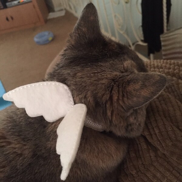 Angel Cat Collar/ Angel Wing Cat Costume-''white+color Option''-wedding ...