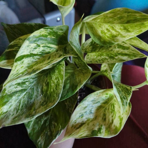 Marble Queen Pothos - Epipremnum Aureum - 4" From Myplants - Etsy