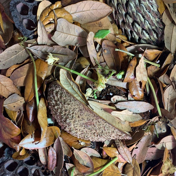 Lotus Head Pod - Isopods / Vivarium / Bioactive / Terrarium ...