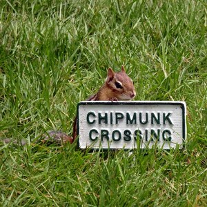 Chipmunk Crossing Garden Sign | Etsy