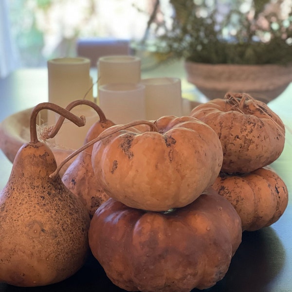 GOURDS Group of 5 Cheese Gourds ( Dried & Cleaned) - Etsy