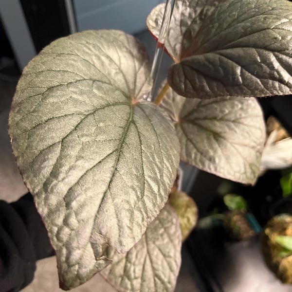 Begonia Mantuk, Terrarium Species From Papua New Guinea, 2 Inch Potted ...