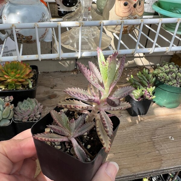 Rare Pink Butterfly Kalanchoe Succulent, Easy Care Patio Plant - Etsy