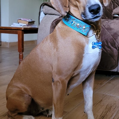 Lucky Dog Collar, Lucky Brand Dog Collar, Martingale Dog Collar. Bling ...