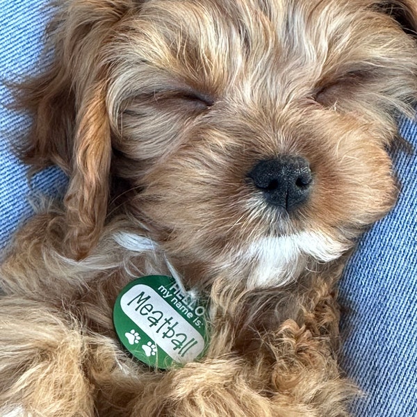 QR Code Id Dog Tag, Scannable Id Tag, QR CODE Pet Tag, Engraved Dog ...