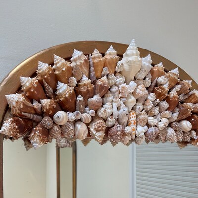 Sea Shell Mix-1 Pound-assorted Sea Shells-sea Shells Bulk-sea Shell Mix ...