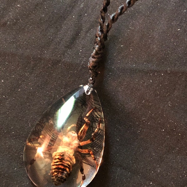 REAL Orb Weaver Teardrop Spider on Real Preserved Spider Web Necklace ...