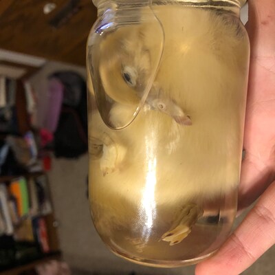 Atlas Moth, Framed Taxidermy Moth Display, Insect Wall Art, Natural ...