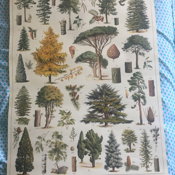 Tree Print | Tree Species Wall Art | Trees Print Vintage | Trees Poster ...