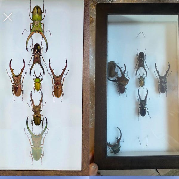 Giant Flower Beetle Goliathus Goliatus Unmonted for Artwork, Taxidermy ...