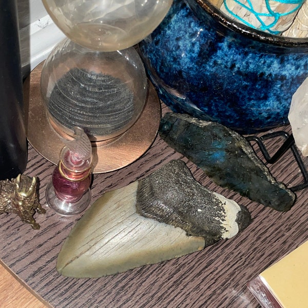 5 Ice Age Turtle Shell Fossils From Florida - Etsy