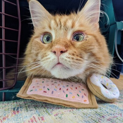 Confetti Donut With Sprinkles Organic Catnip Cat Toy - Etsy