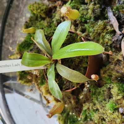 Lion's Paw Large Orange Sea Shell - Etsy
