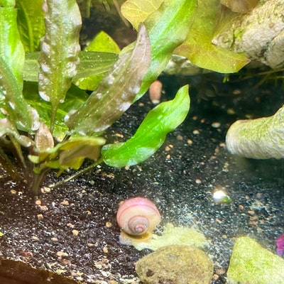 Super Snello 8oz, Aquatic Snail Food, Dehydrated, Snail Jello, Mystery ...