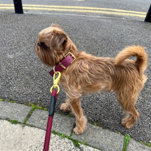 Bringsel Alert Biothane Vegan Leather Made to Order 20 - Etsy