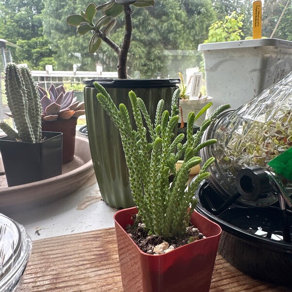 Giant Watch Chain, Princess Pine, Live Potted Succulent in 2" Pot - Etsy