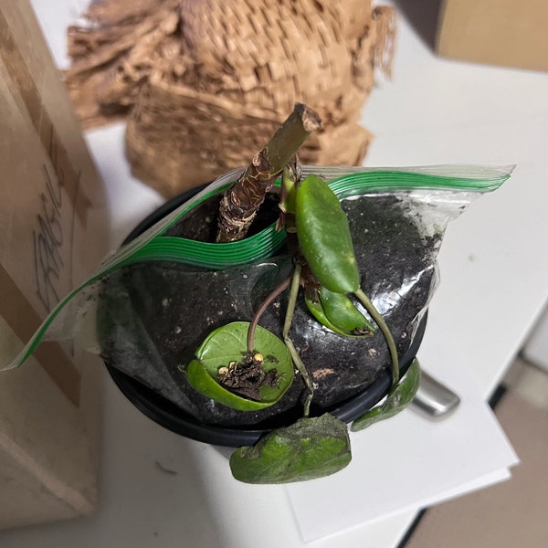 Number 57 Ketchup Cross Stitch Pattern - Etsy