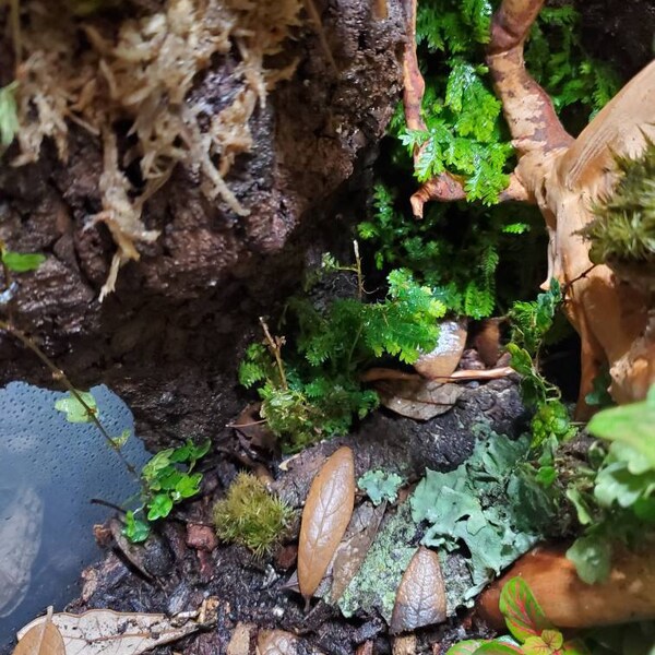 Medinilla Scortechinii Starter Plant ALL STARTER PLANTS Require You to ...