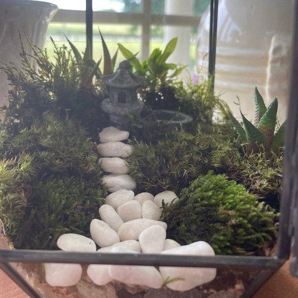 Bioactive Terrarium Kit With Live Moss With Terrarium Container ...