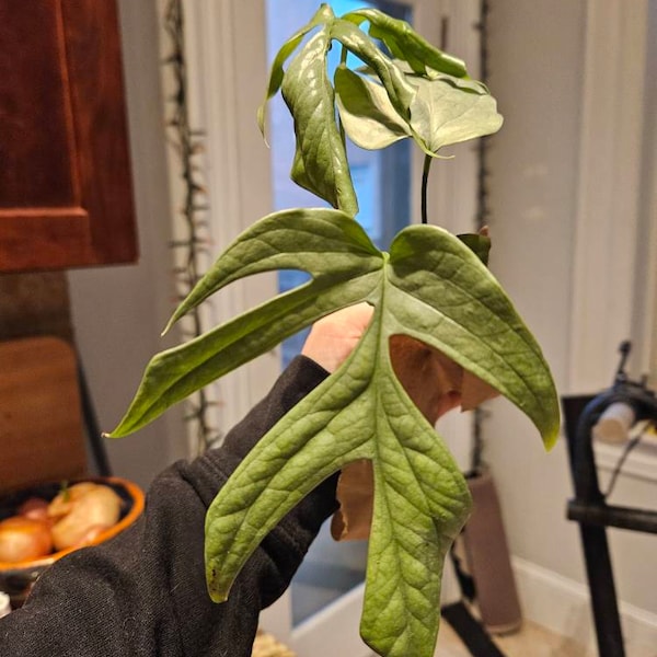 Spider Man Monstera “amydrium” Starter Plant (ALL STARTER PLANTS ...