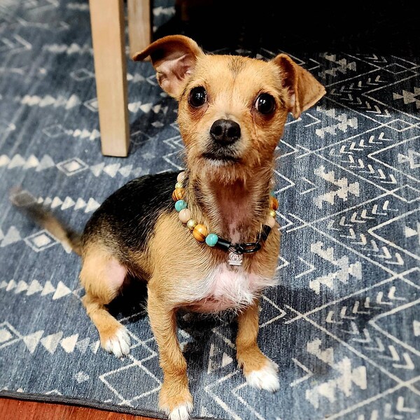 Pink Fizz Dog Bead Collar, Fancy Dog Pearl Necklace, Fuchsia Beaded Dog ...