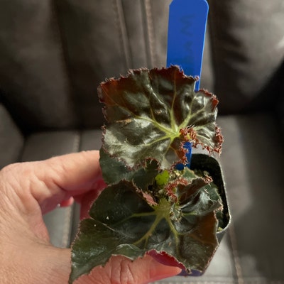 Rex Begonia 'ruby Slippers' BFF Exclusive - Etsy