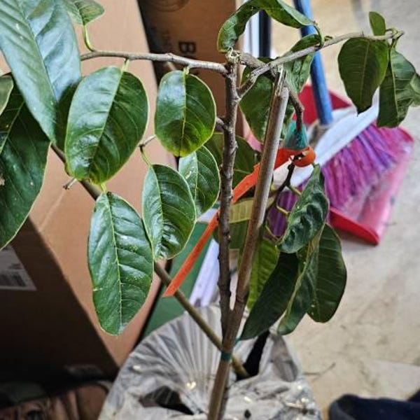Cashew Tree, Marañon, Cajuil - Etsy