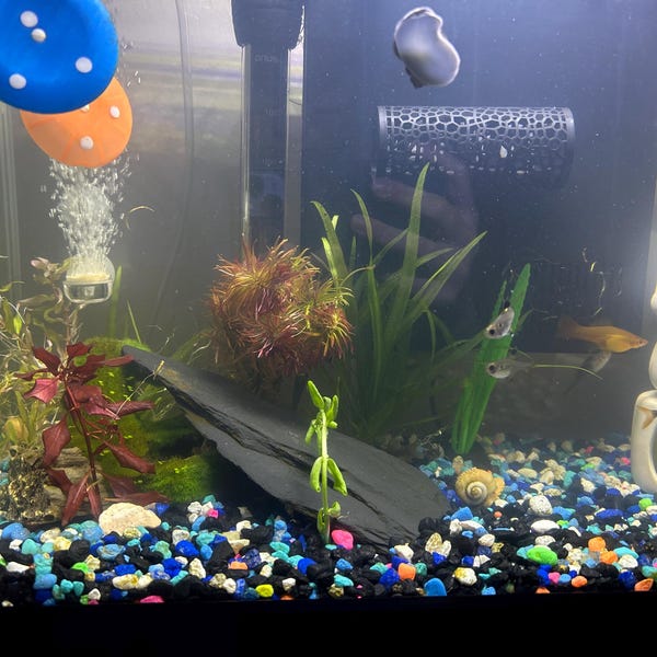 Red Root Floater, Phyllanthus Fluitans, Live Aquarium/floating/pond ...