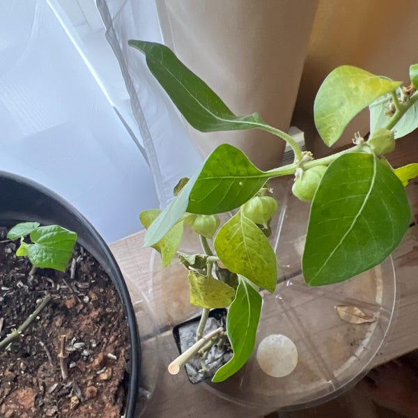 Pitiona, Oaxaca Lemon Verbena, Juanilama, Lippia Alba, 1 Live Plant 2.5 ...